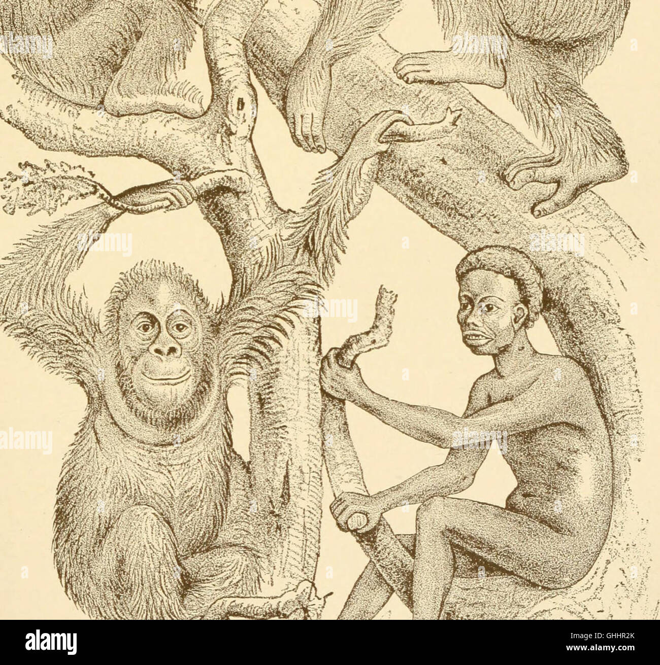 Human ontogeny hi-res stock photography and images - Alamy