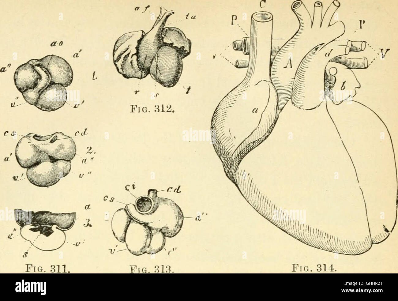 *The Evolution of Man* (1897) by Ernst Haeckel explores human evolution ...