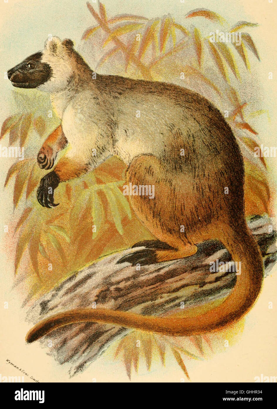 A hand-book to the marsupialia and monotremata (1896 Stock Photo - Alamy