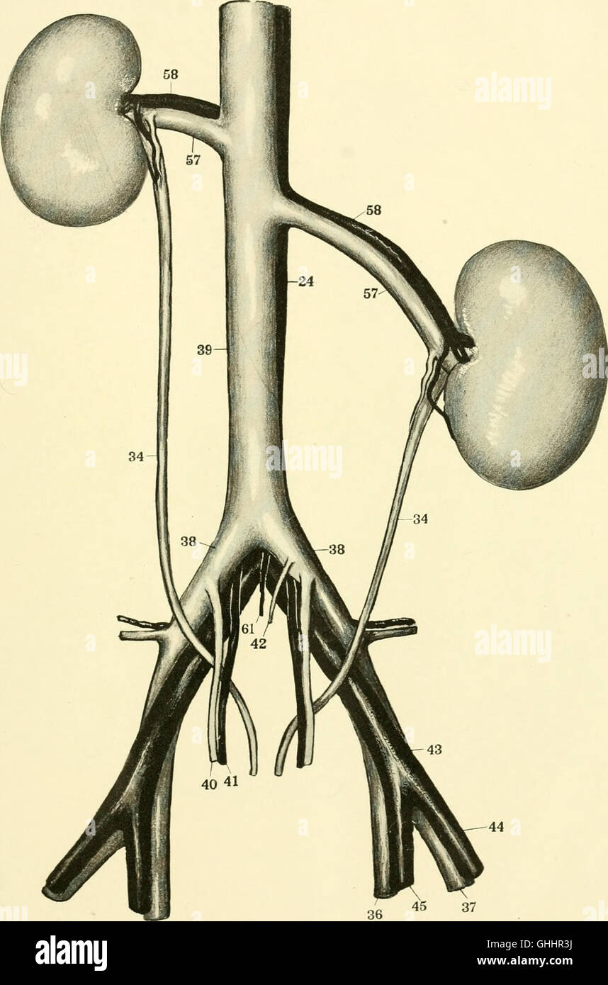 American journal of anatomy hi-res stock photography and images - Alamy