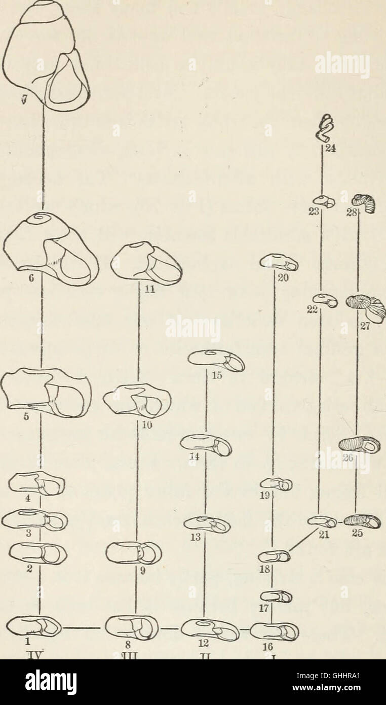 This 1896 work explores the theory of evolution, discussing its nature ...