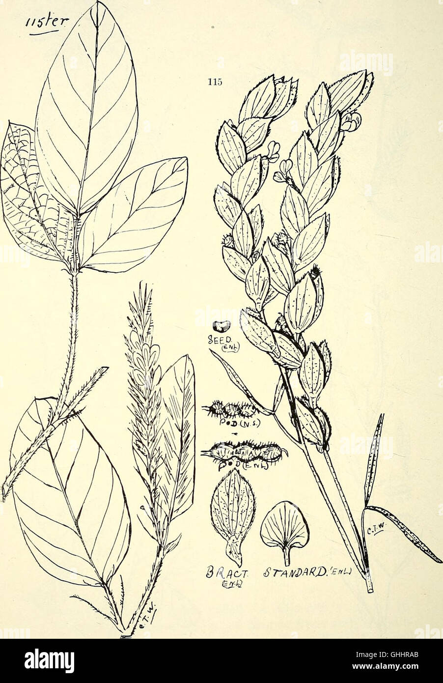 This comprehensive catalogue presents the plants of Queensland ...