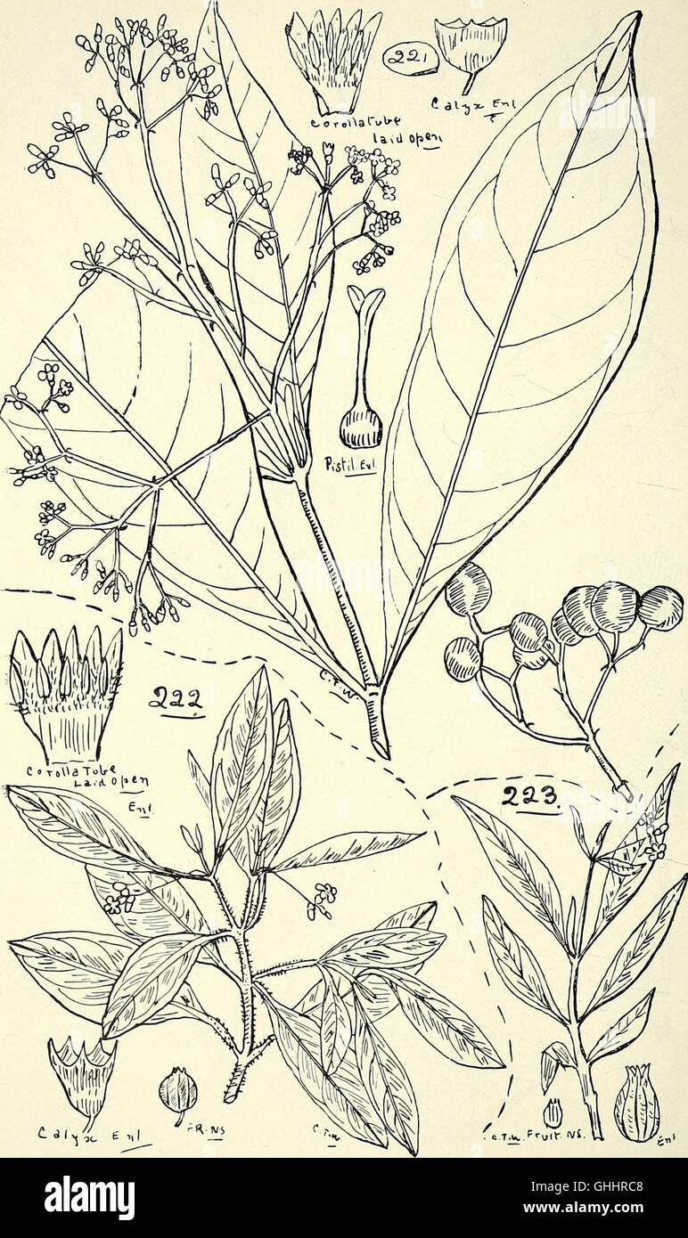 This 'Comprehensive Catalogue of Queensland Plants' provides an ...