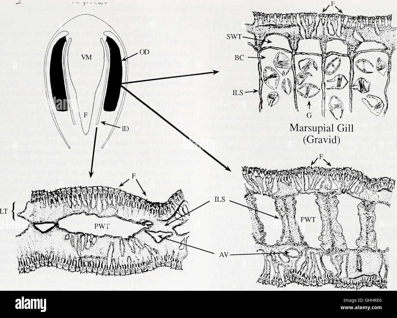 The Biological bulletin Stock Photo - Alamy