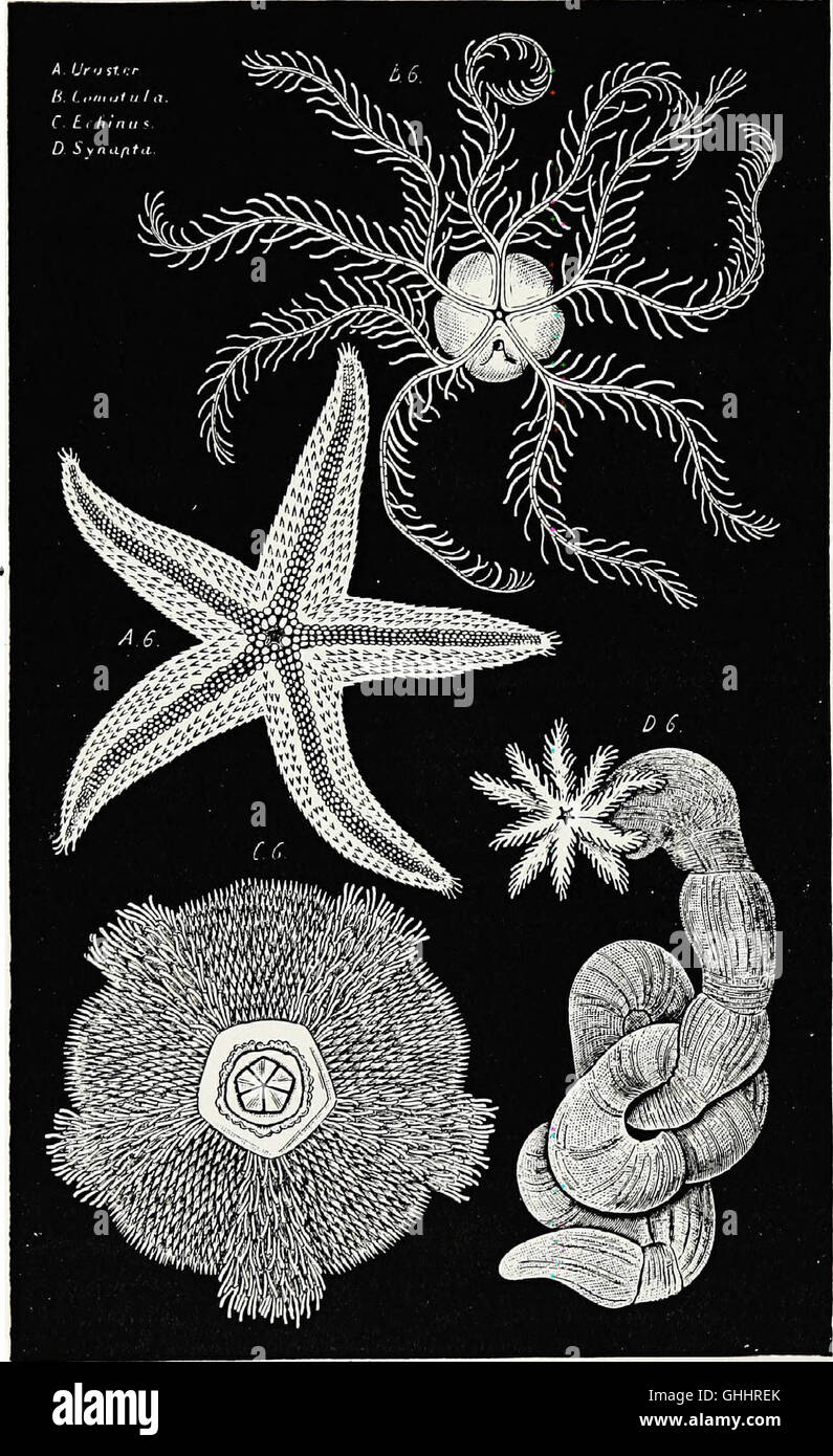 'The History of Creation' offers a comprehensive explanation of the ...