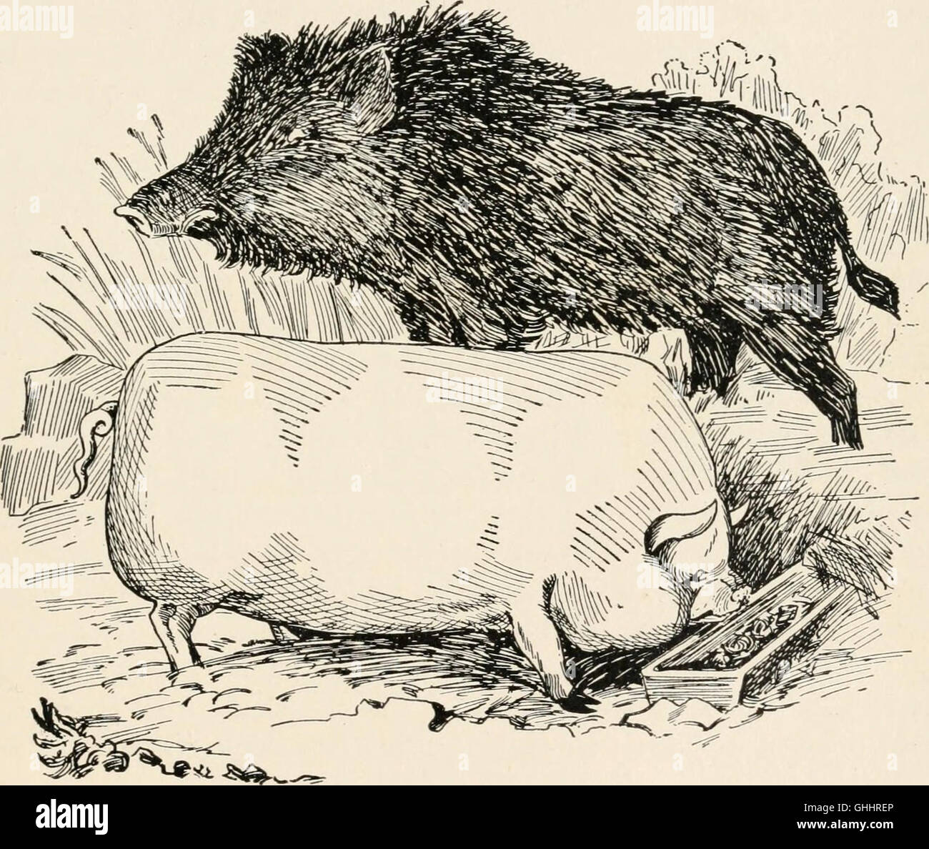 An illustration from 'Evolution and Animal Life' (1907), offering an ...