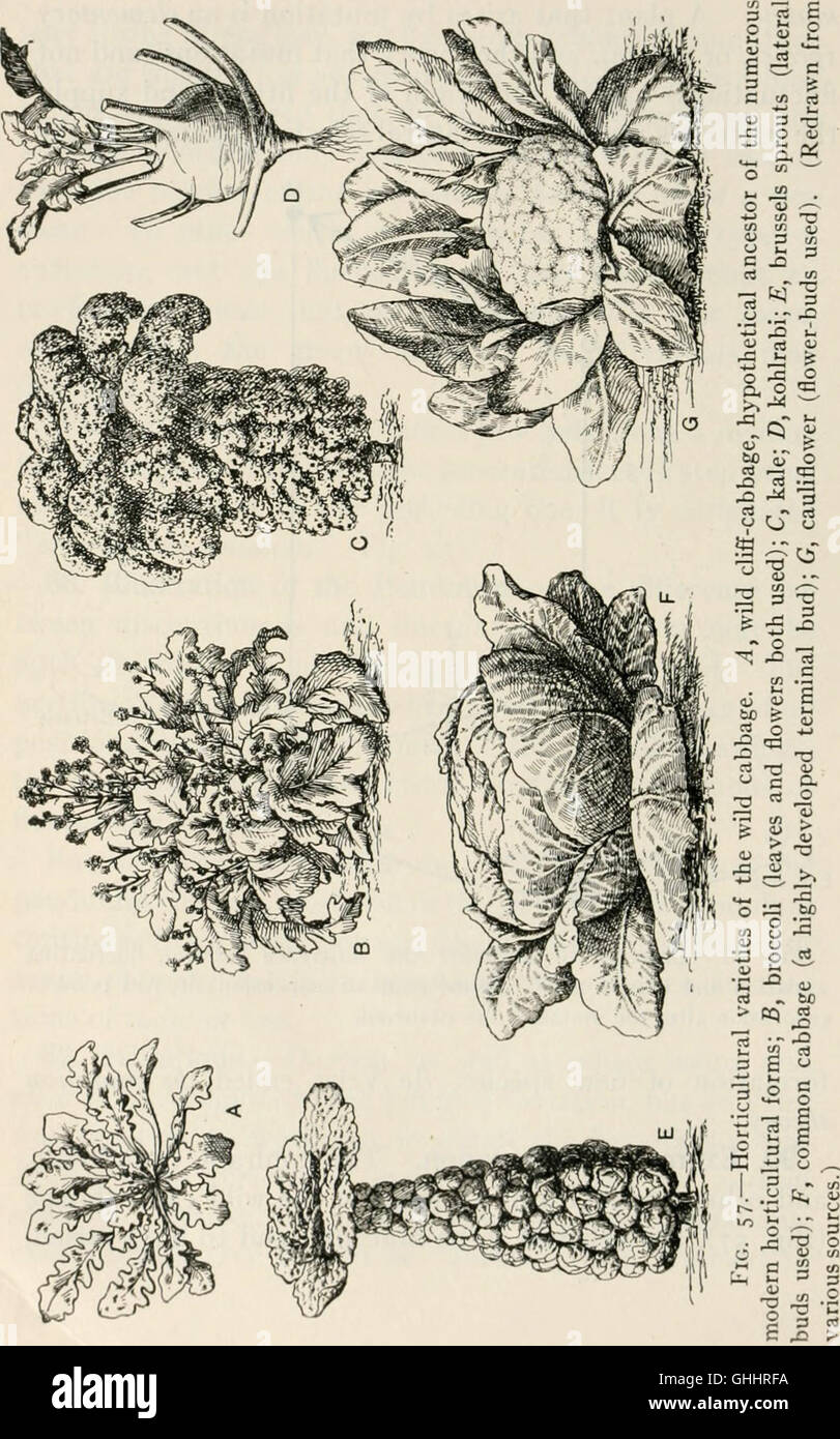 'Heredity and Evolution in Plants' (1920) explores the genetic ...