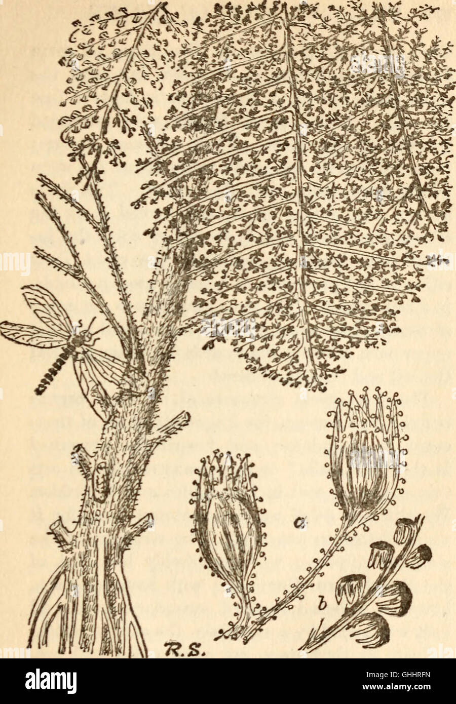 *Evolution of Plants* (1911) explores the development and ...