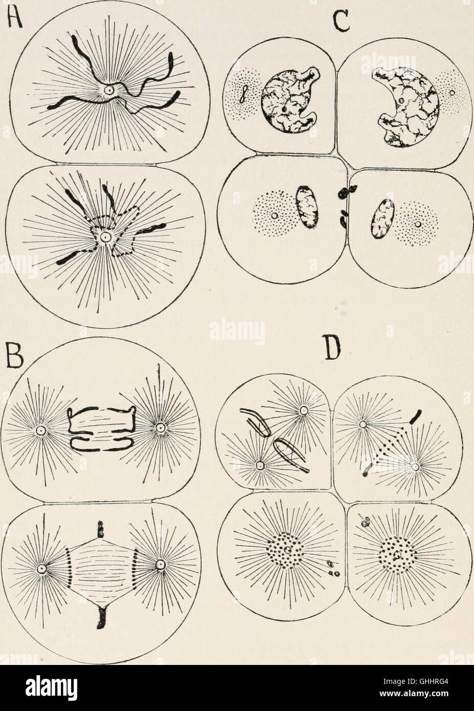 *Evolution and Animal Life* (1907) offers a basic explanation of the ...