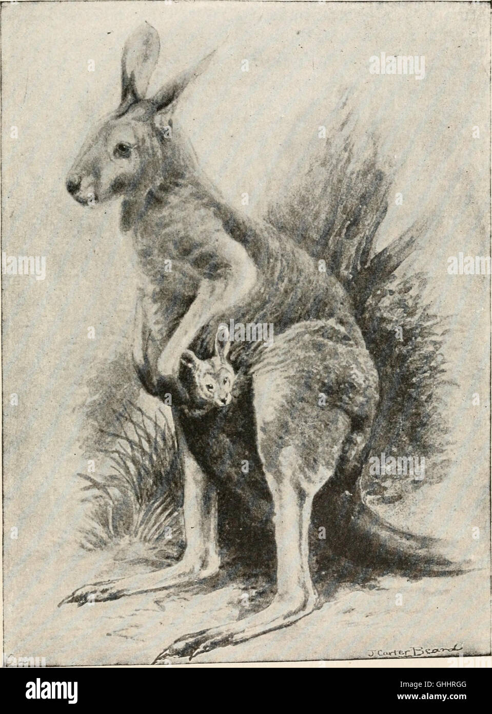 This 1907 work discusses the life and evolution of animals, covering ...