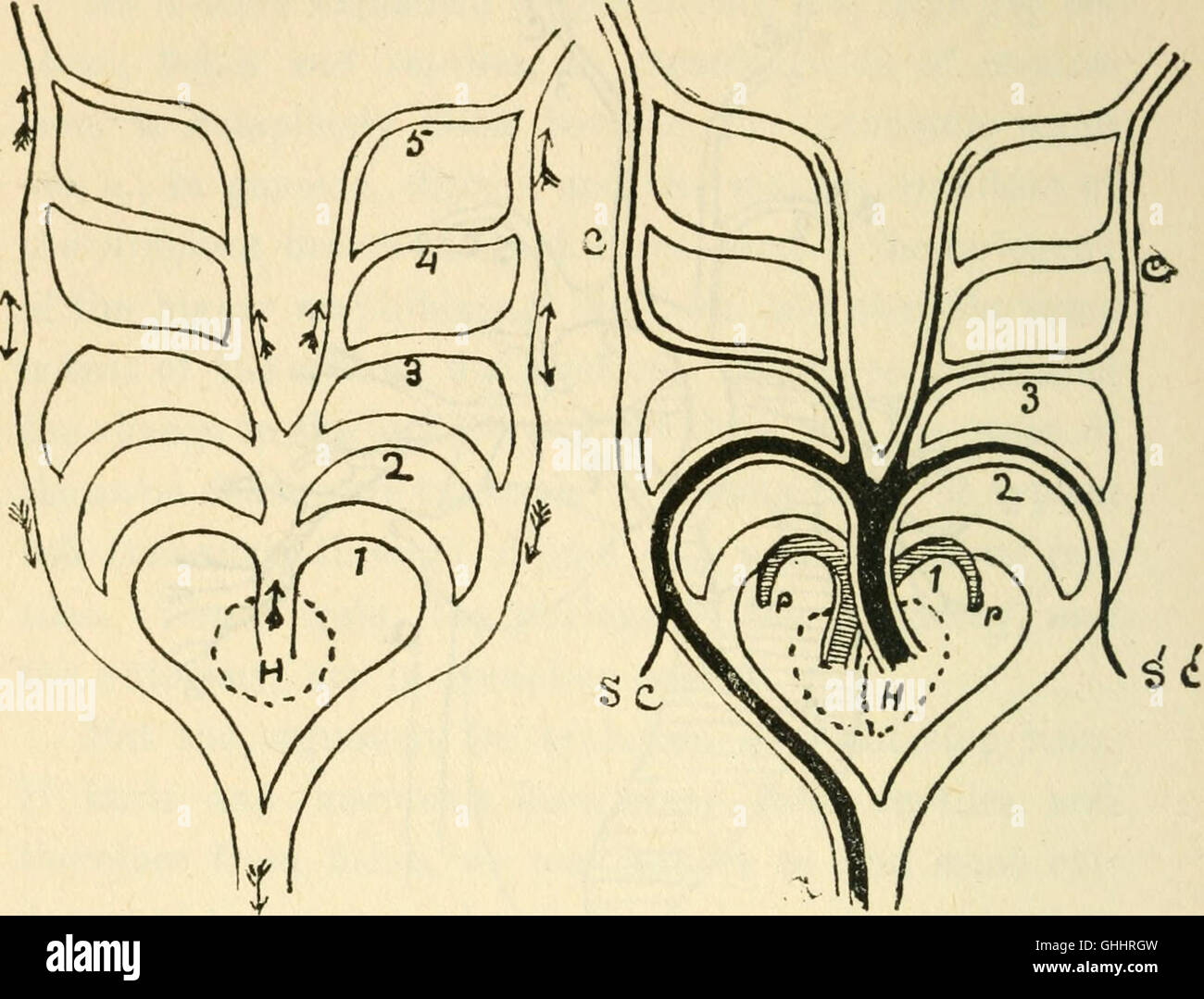 This 1922 work explores the theory of evolution, examining its nature ...
