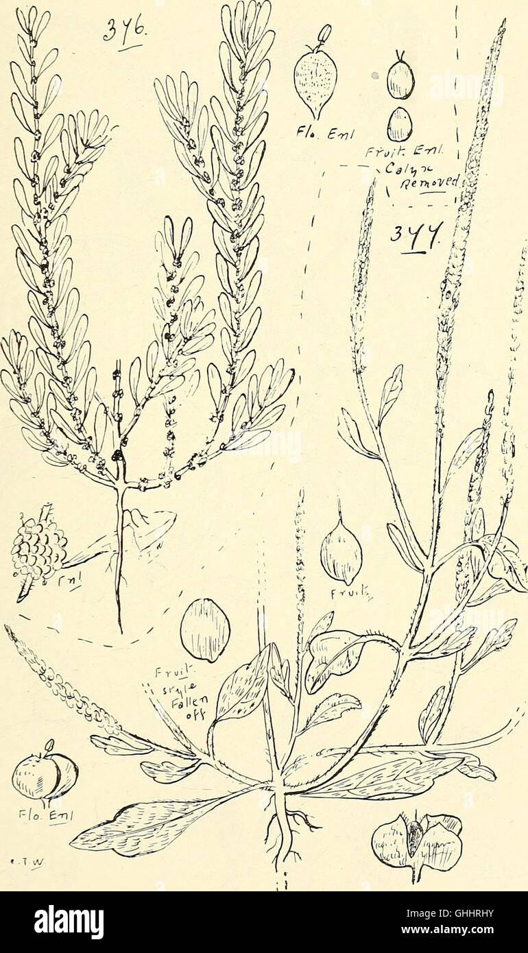 This *Comprehensive Catalogue of Queensland Plants* offers detailed ...