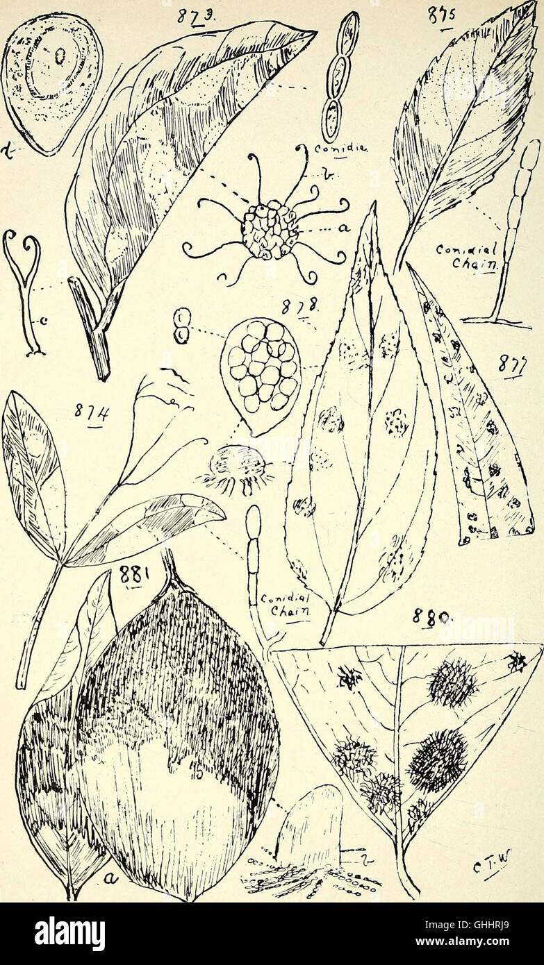 This catalog provides an extensive list of both indigenous and ...