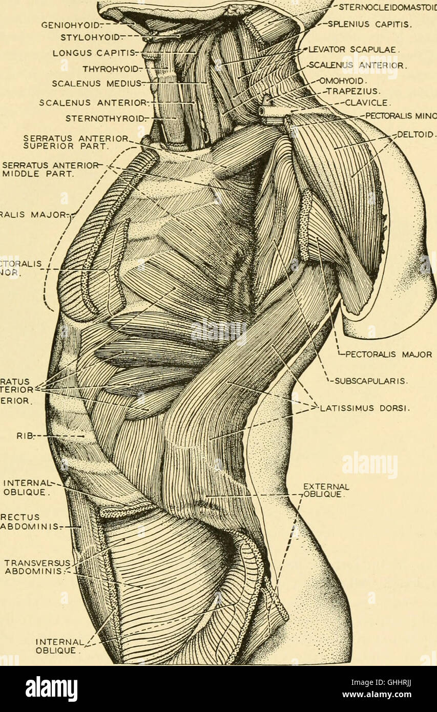 The 1936 work on comparative anatomy examines the similarities and ...