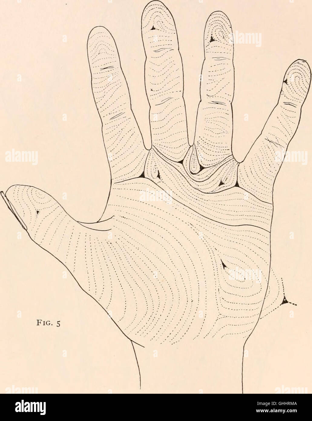 The Biological bulletin Stock Photo - Alamy