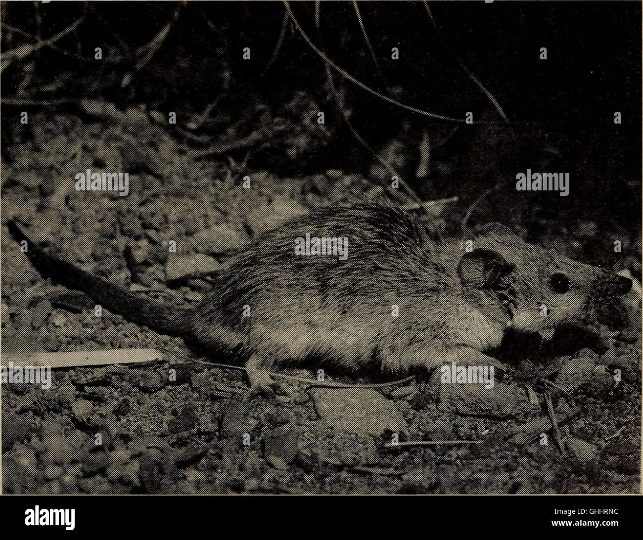 'The Australian Zoologist' (1973) is a scientific journal focused on ...