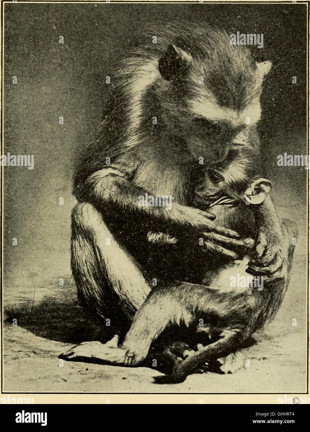 Consensus theory of history hi-res stock photography and images - Alamy