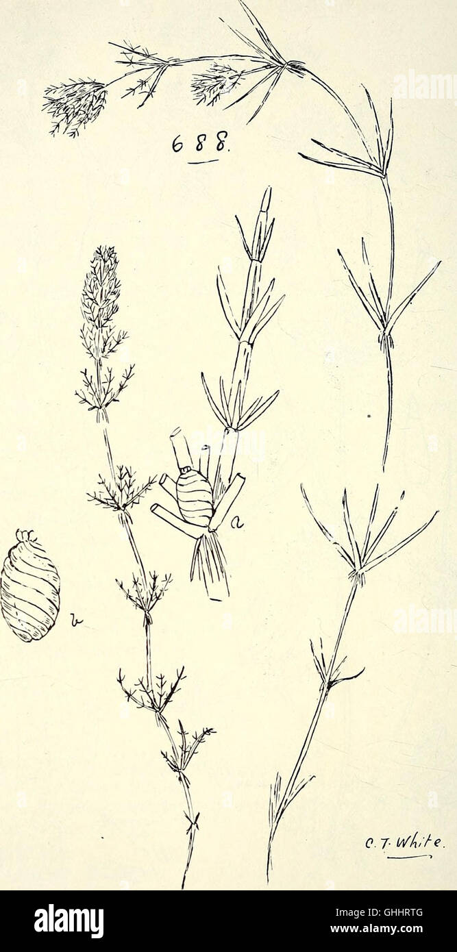 This catalogue offers a comprehensive overview of both indigenous and ...