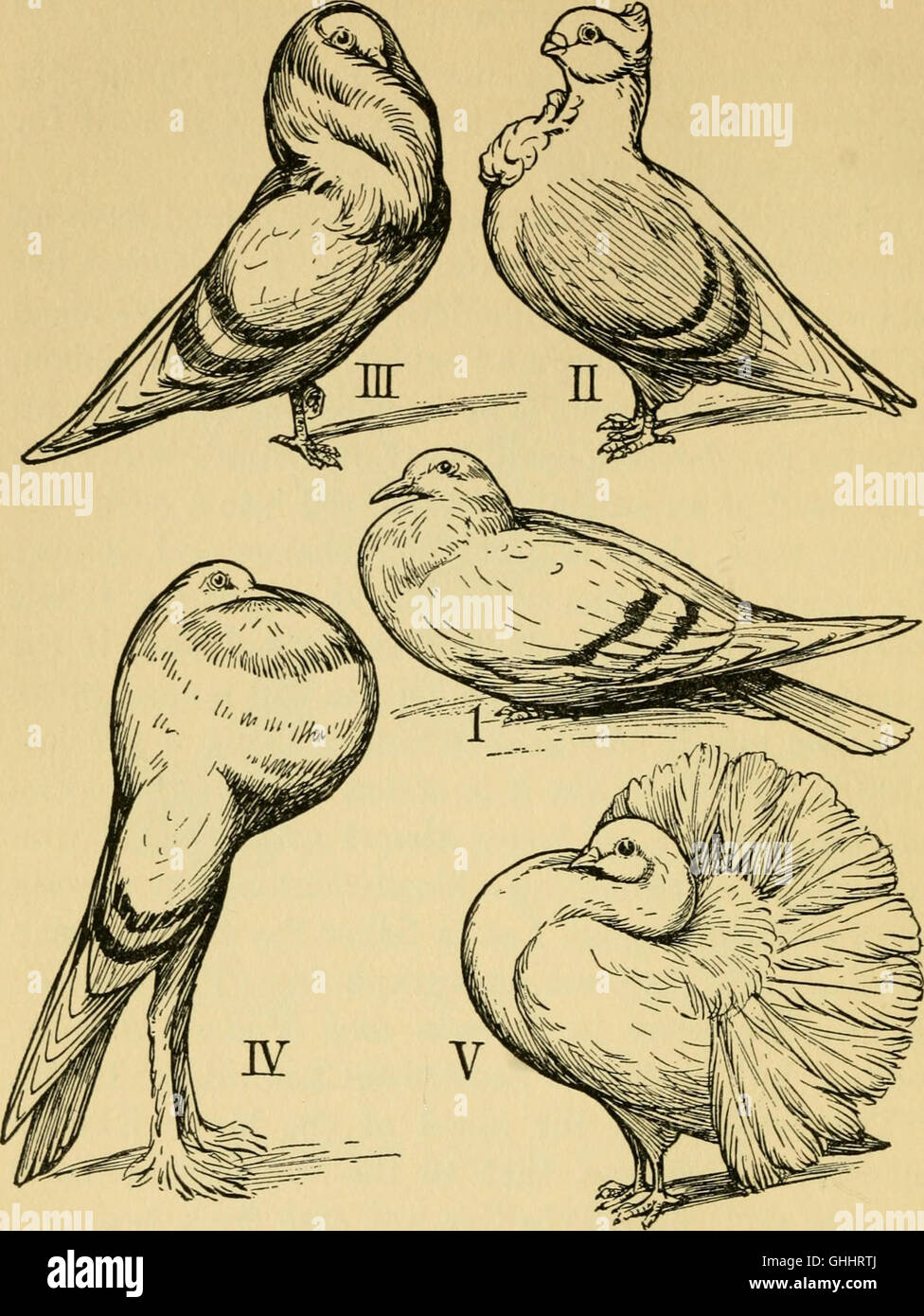 'Concerning Evolution' (1925) explores the scientific theory of ...