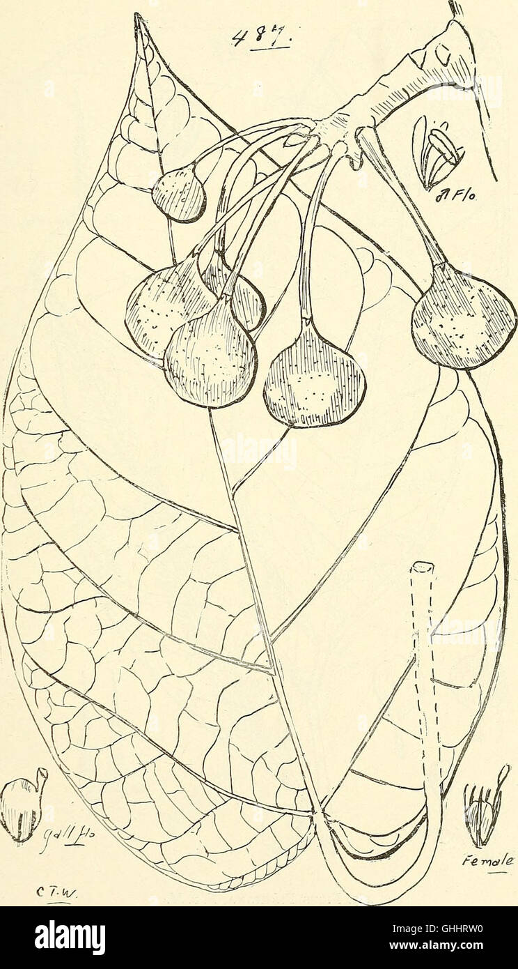 This catalogue provides a comprehensive list of plants native and ...