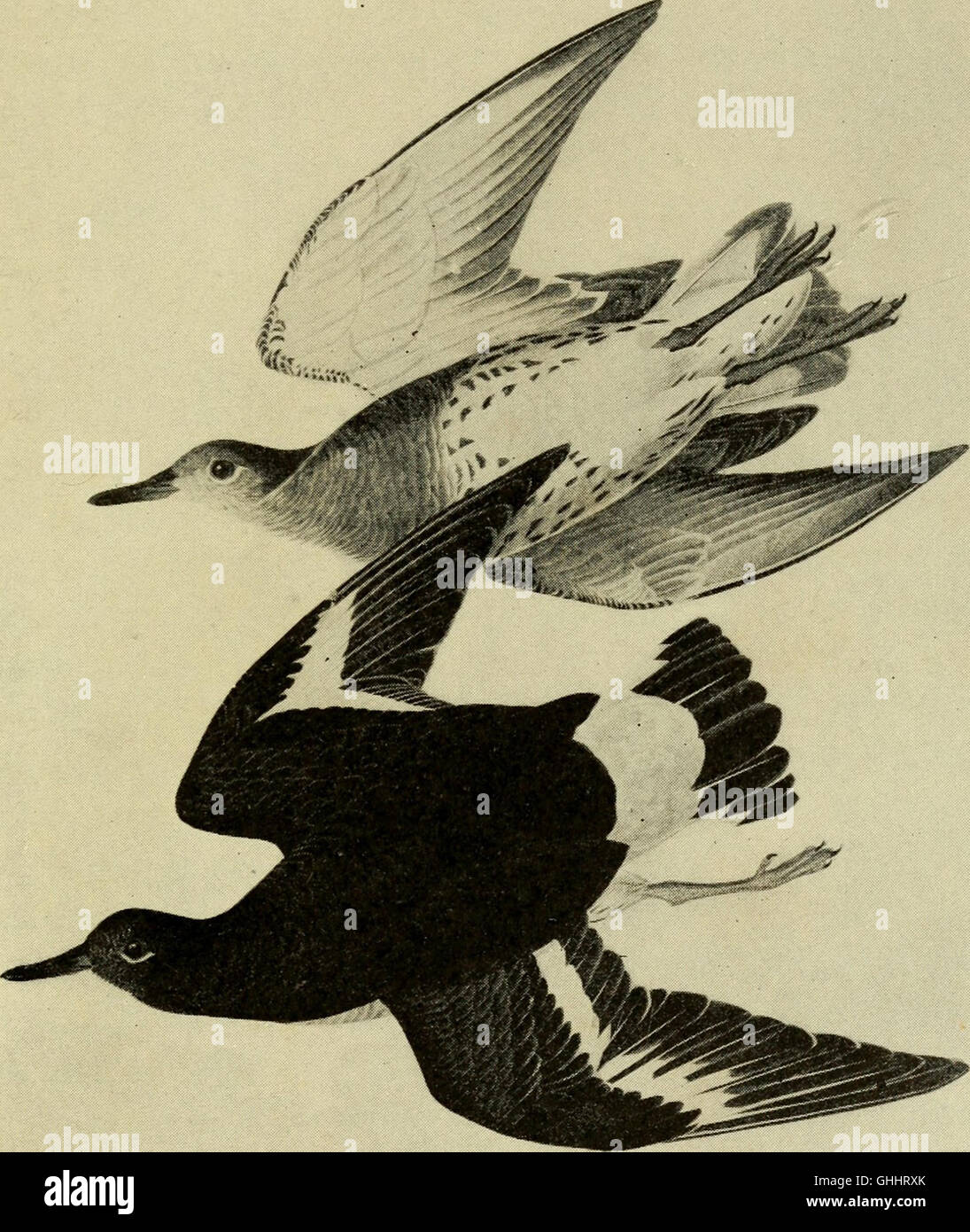 Creation by Evolution (1928) presents the concept of evolution as the ...