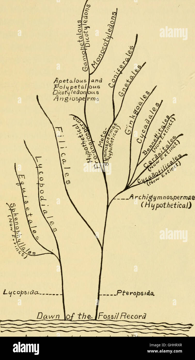 *Creation by Evolution* (1928) presents the concept of evolution in ...