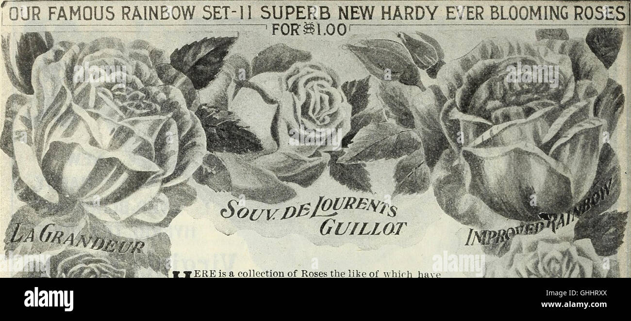 Our new guide to rose culture - typical D.&C. roses painted from nature ...