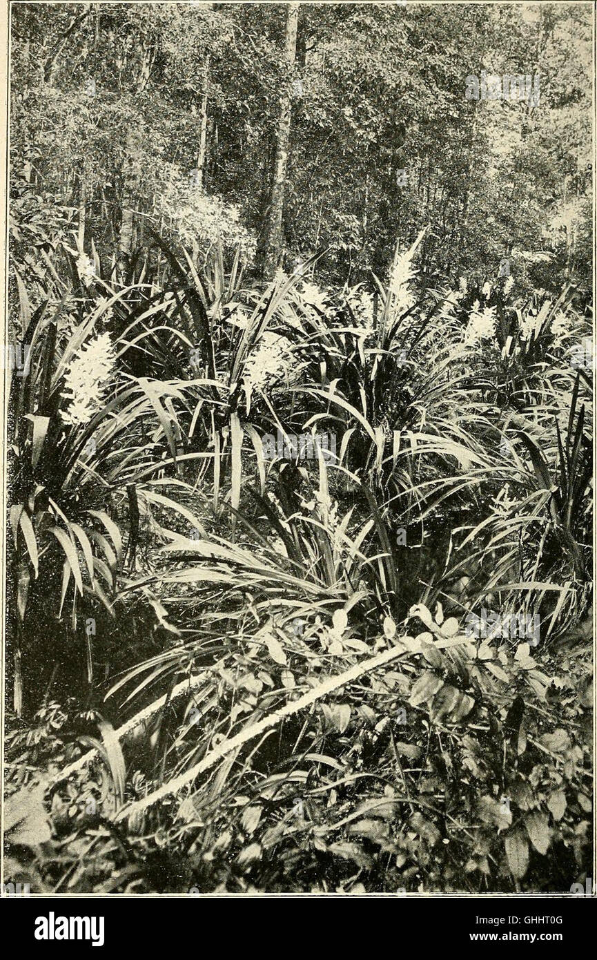 This 1903 catalogue provides a detailed listing of plants native and ...