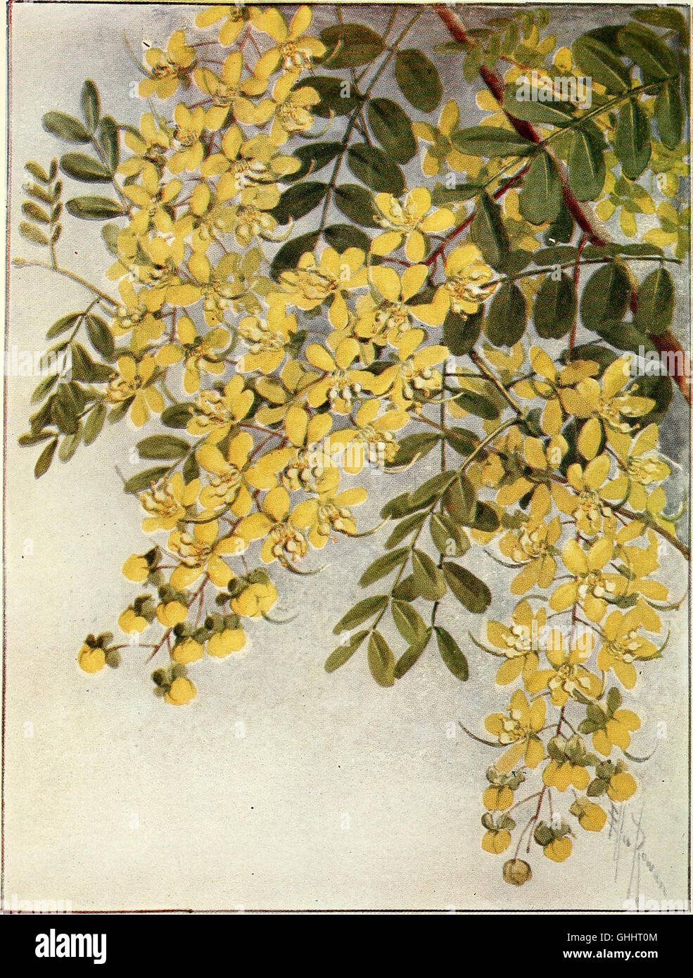 This comprehensive catalogue of Queensland plants includes both ...