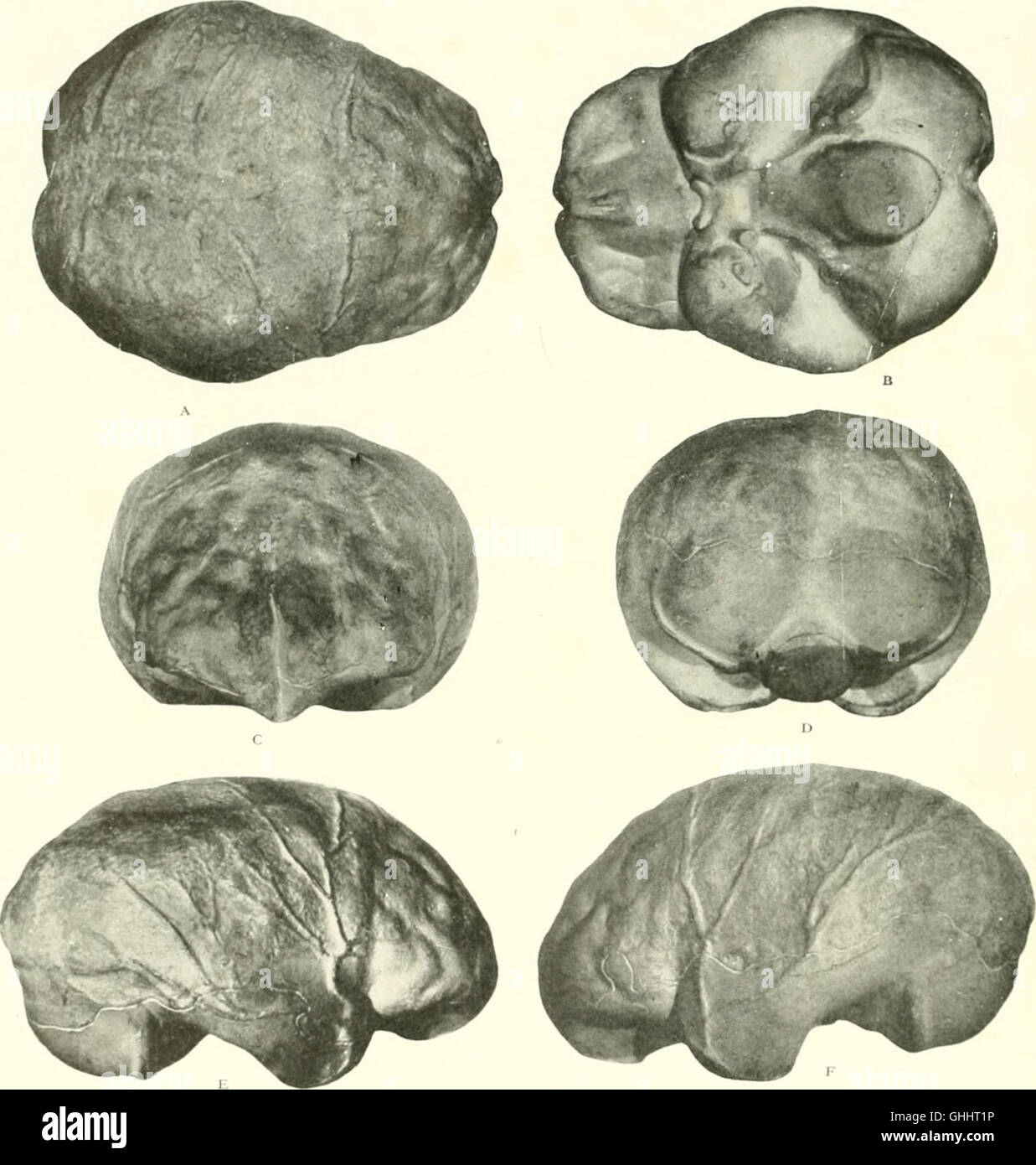 'The Brain from Ape to Man' (1928) explores the evolution and ...