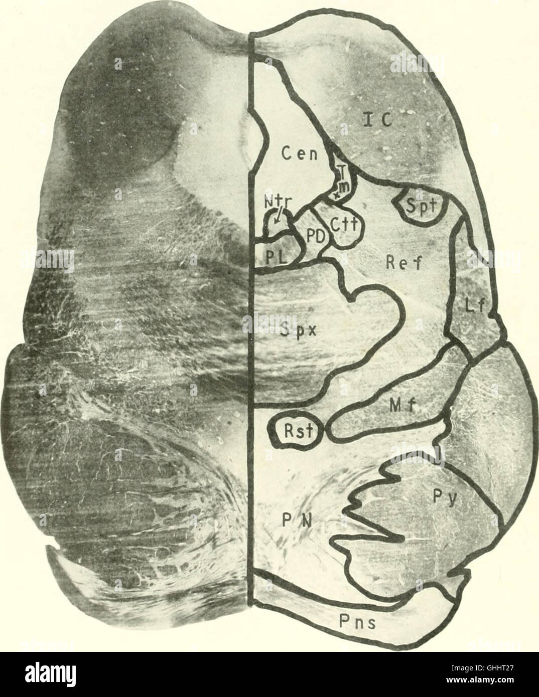 This 1928 work examines the evolution and development of the human ...