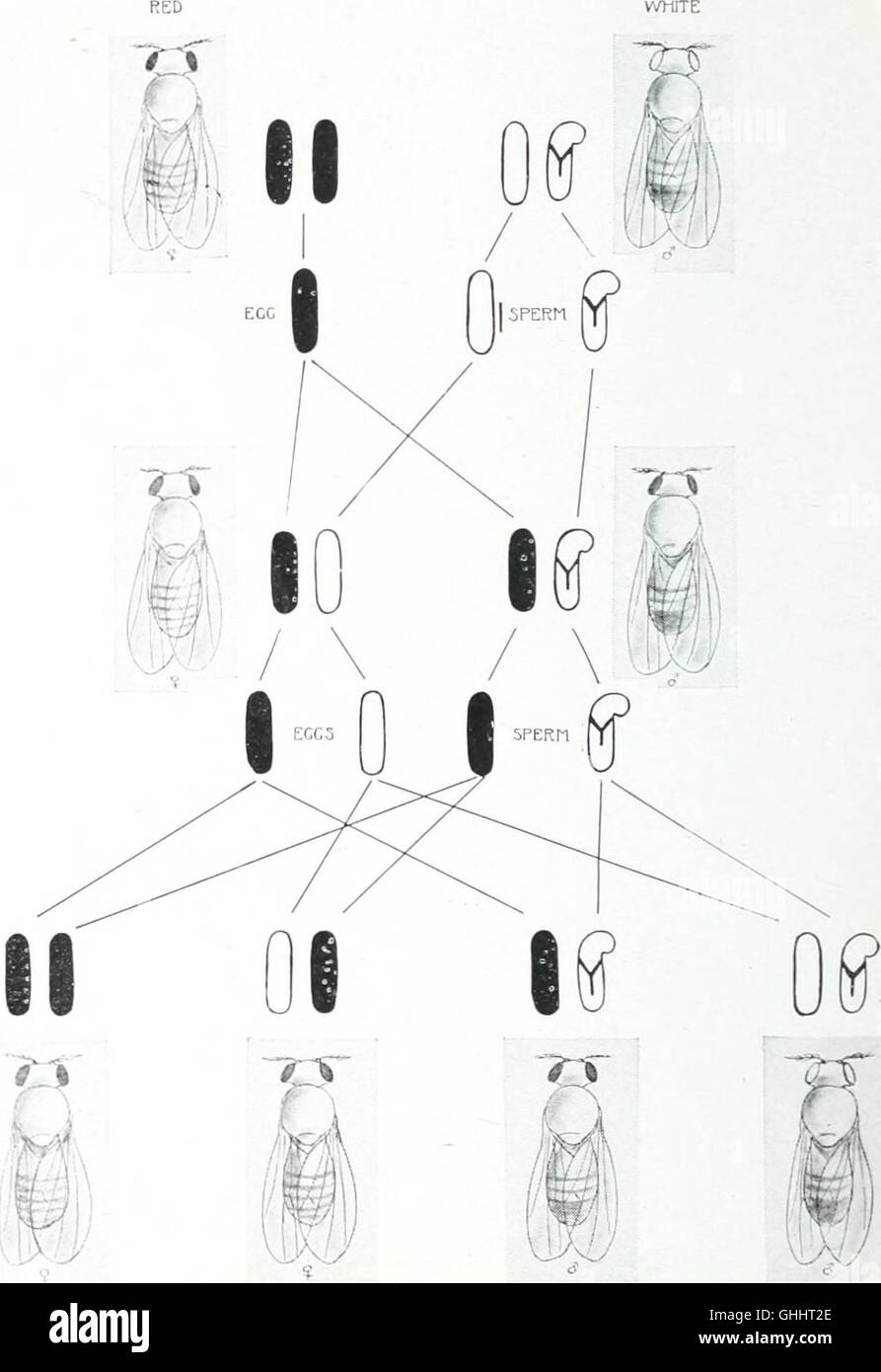 This 1916 work critiques the theory of evolution, examining its ...