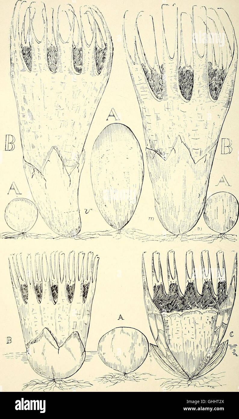This comprehensive catalogue details Queensland's plants, both ...