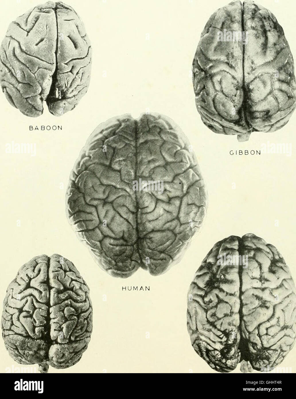 Human ape comparison hi-res stock photography and images - Alamy