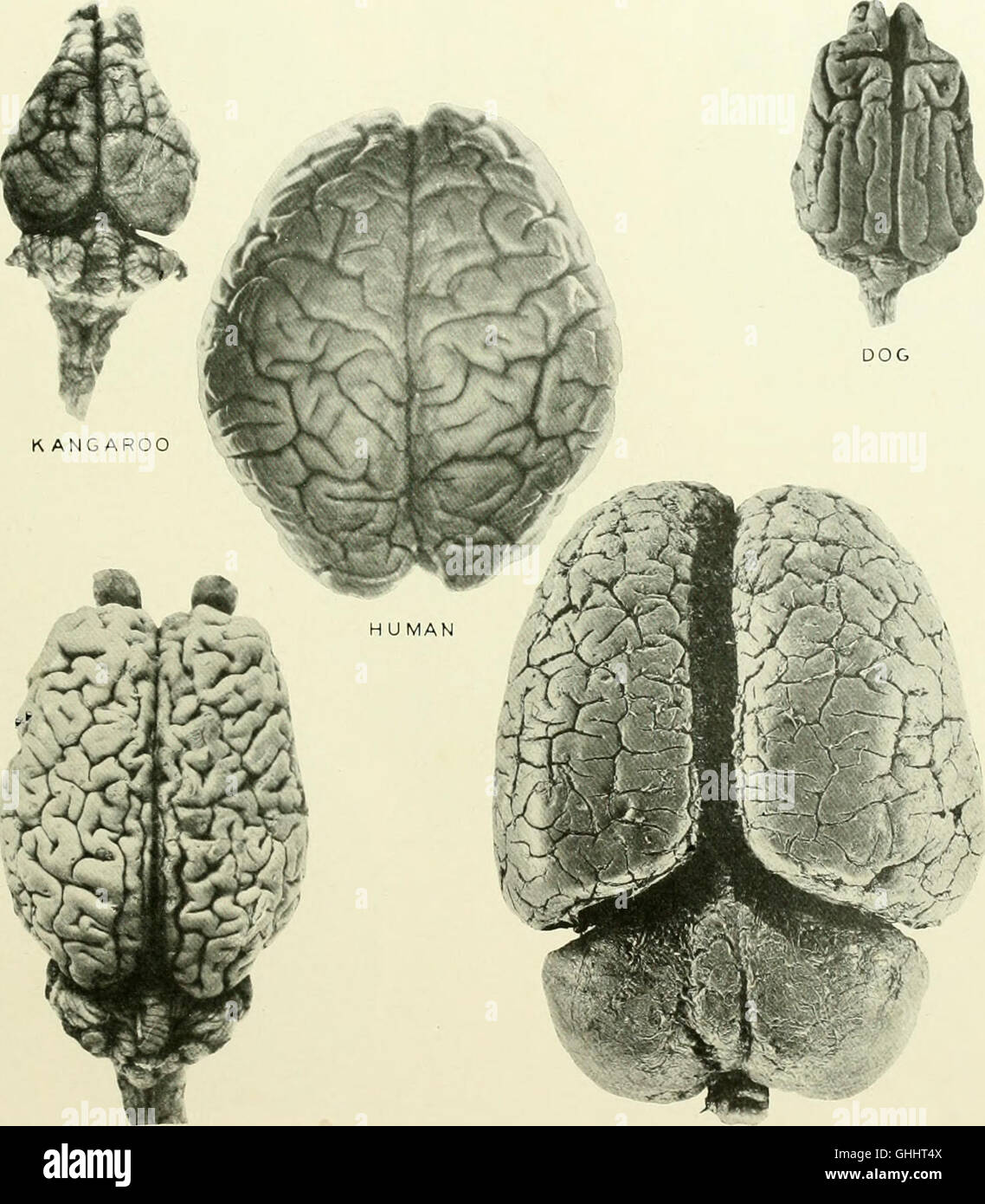 A 1928 publication exploring the evolution of the human brain, from its ...
