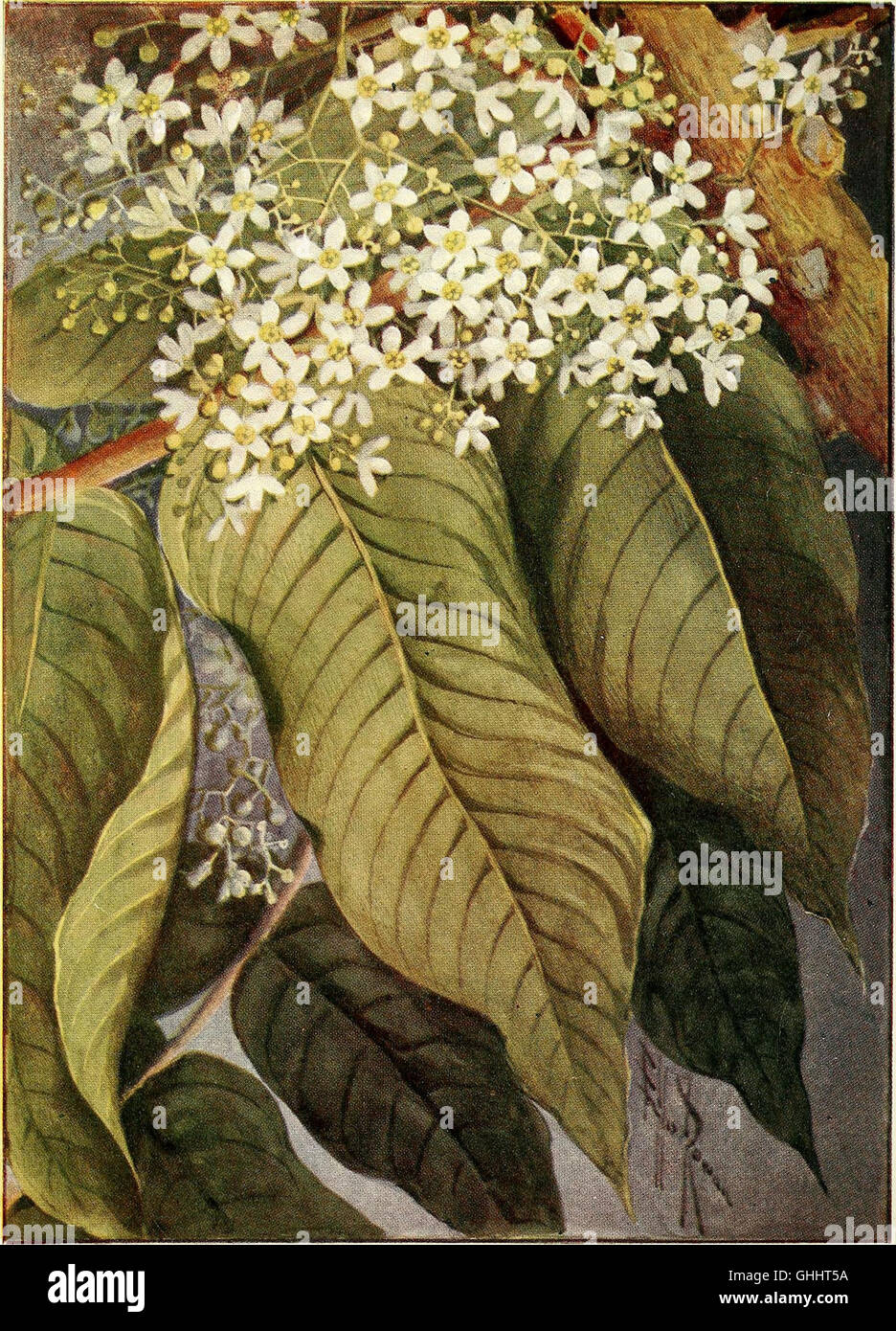 A comprehensive catalogue of plants in Queensland, listing indigenous ...