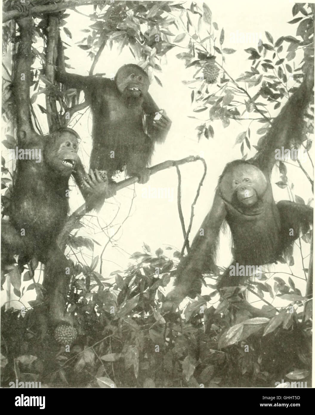 'The Brain from Ape to Man' (1928) explores the evolutionary ...