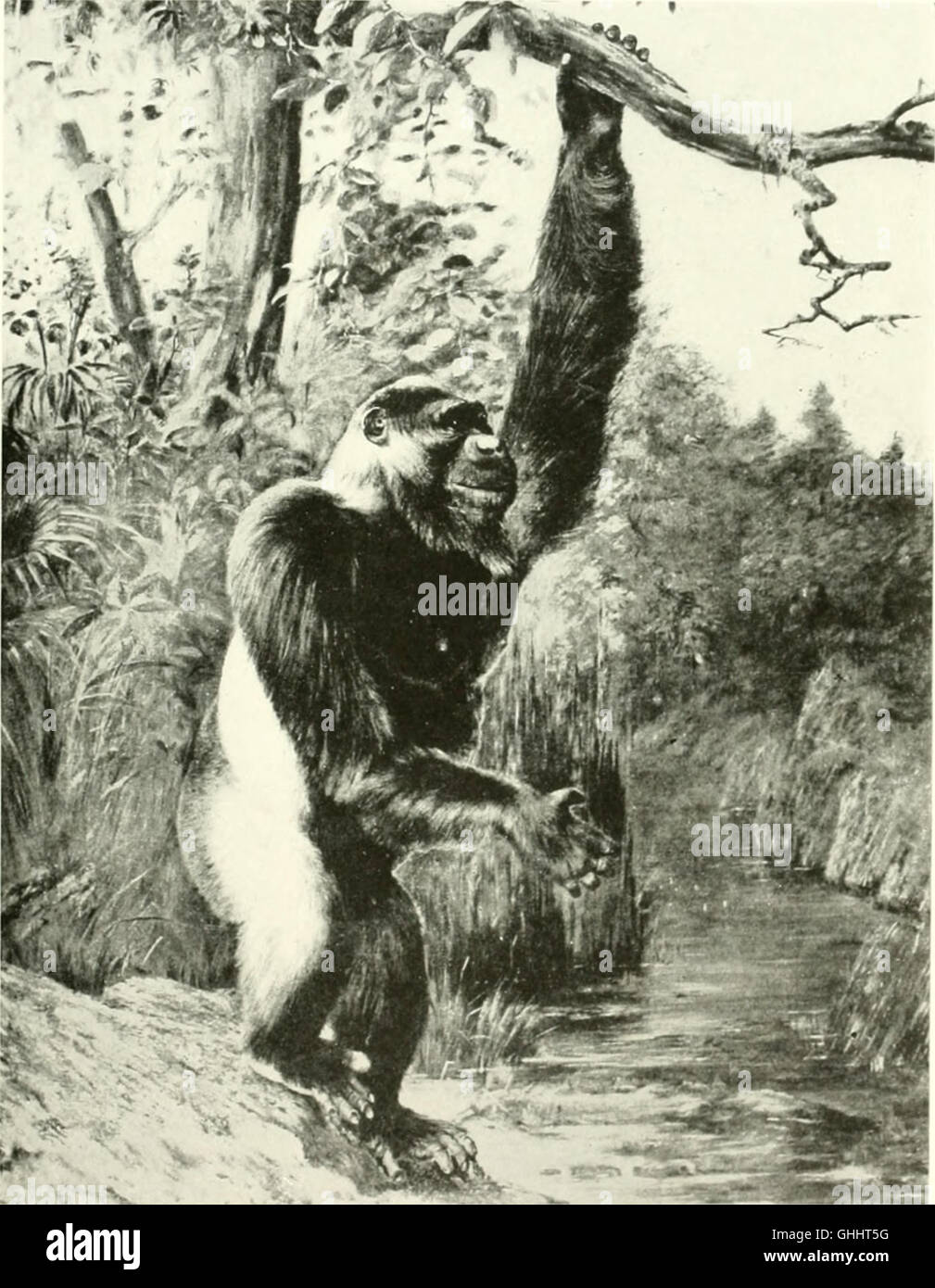 This 1928 work examines the evolutionary development of the human brain ...