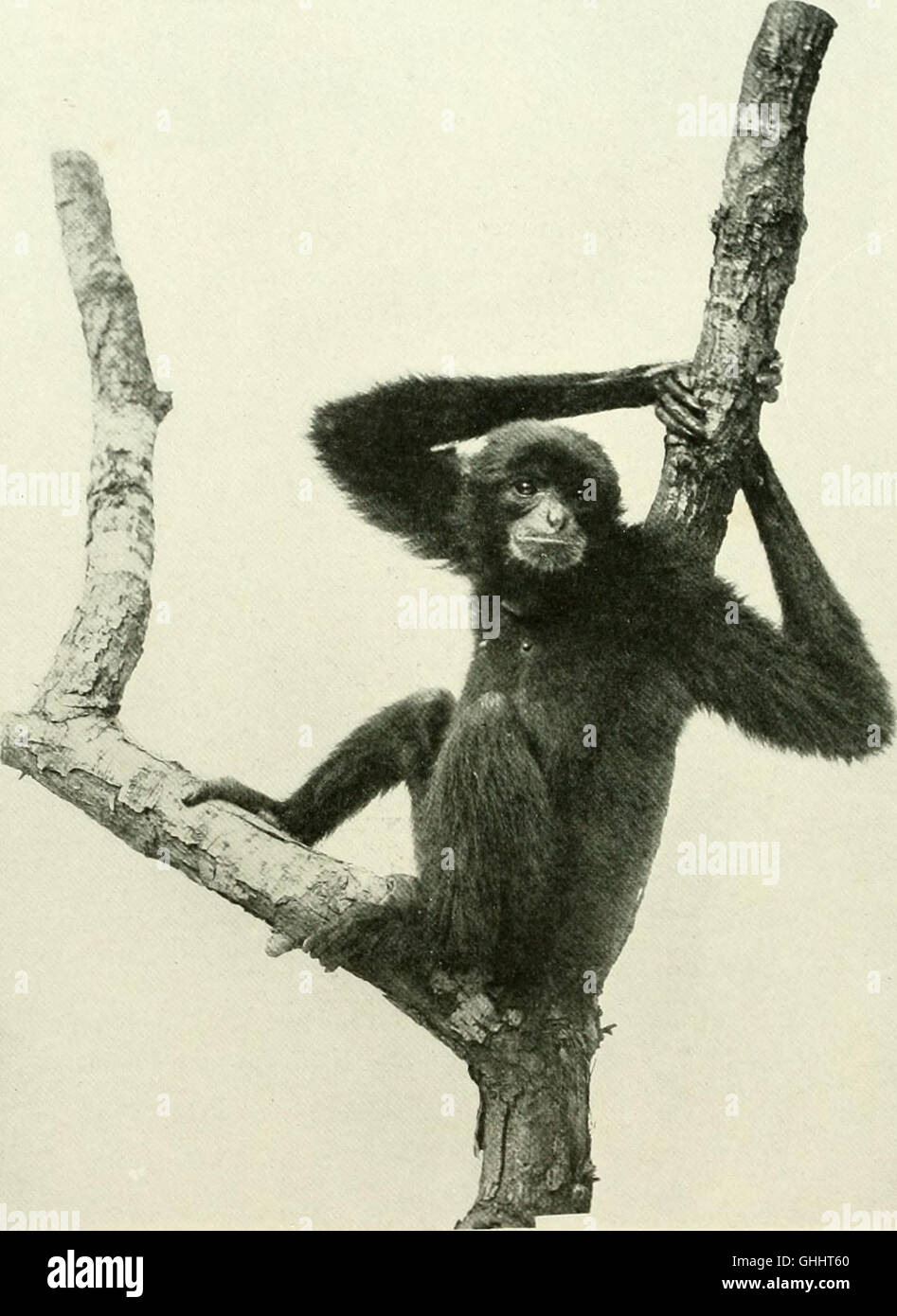 This 1928 work explores the evolutionary development of the human brain ...