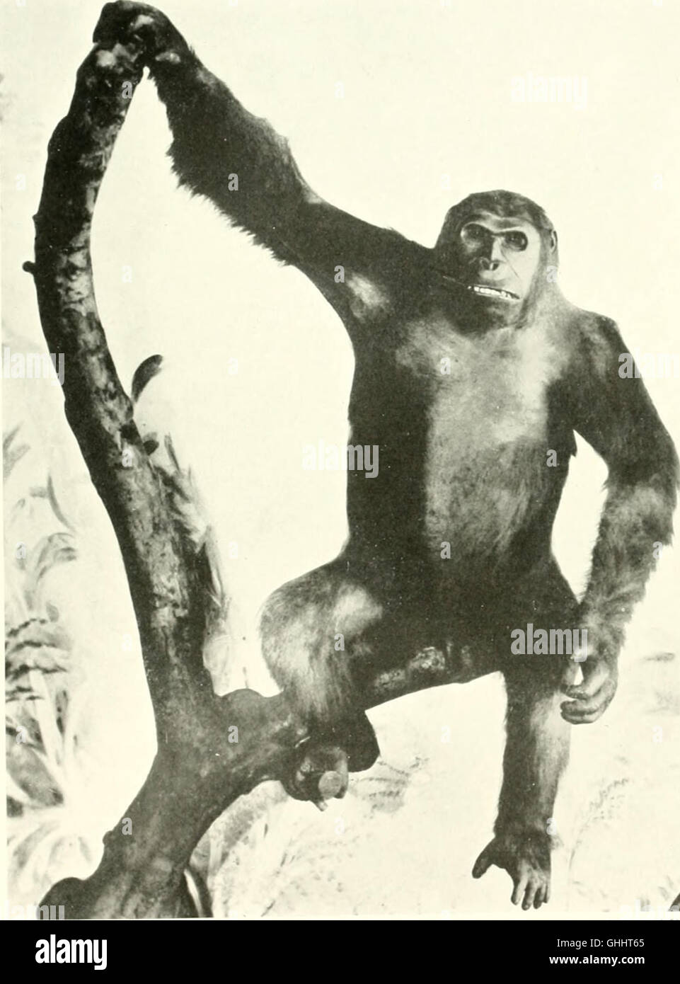 Evolution of man ape to human drawing hi-res stock photography and ...