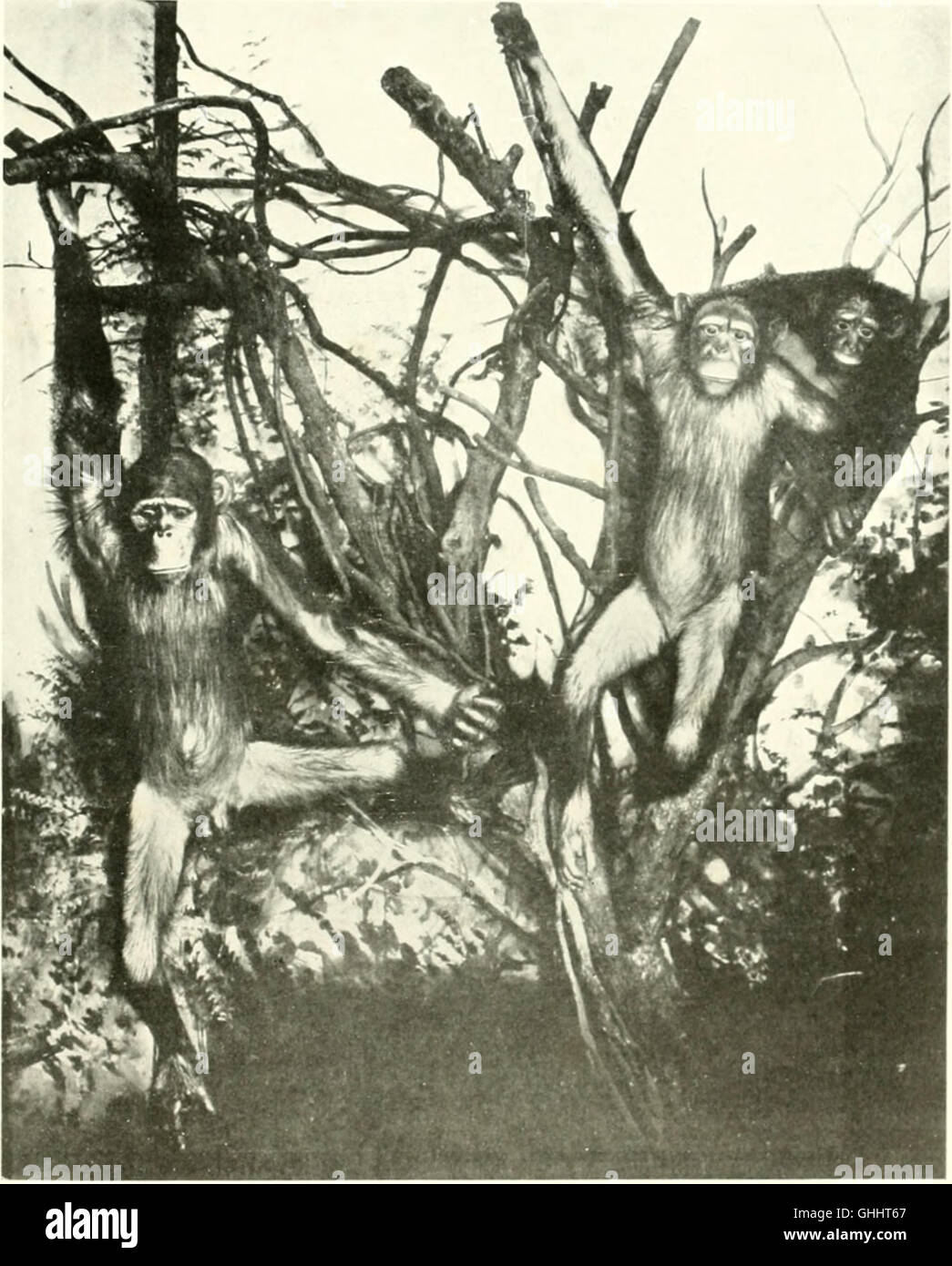 *The Brain from Ape to Man* (1928) explores the evolutionary ...