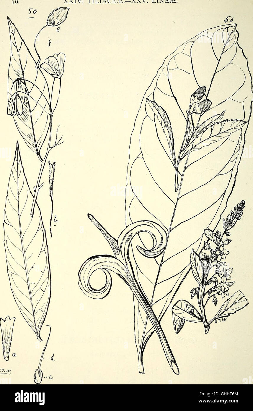 This catalogue provides a detailed list of plants native to Queensland ...
