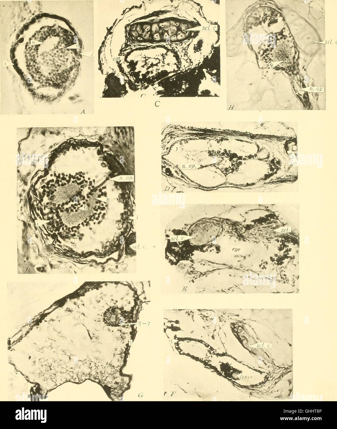 'Cave Vertebrates of America' (1909) explores the study of species ...