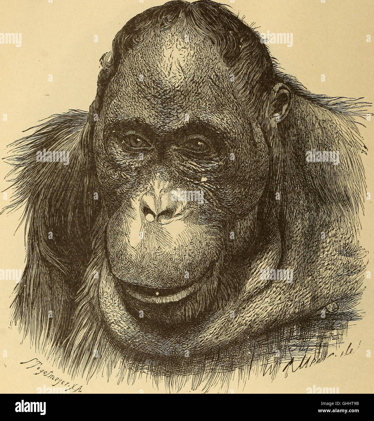 Anthropogenie; oder, Entwickelungs-geschichte des Menschen (1910) is a ...