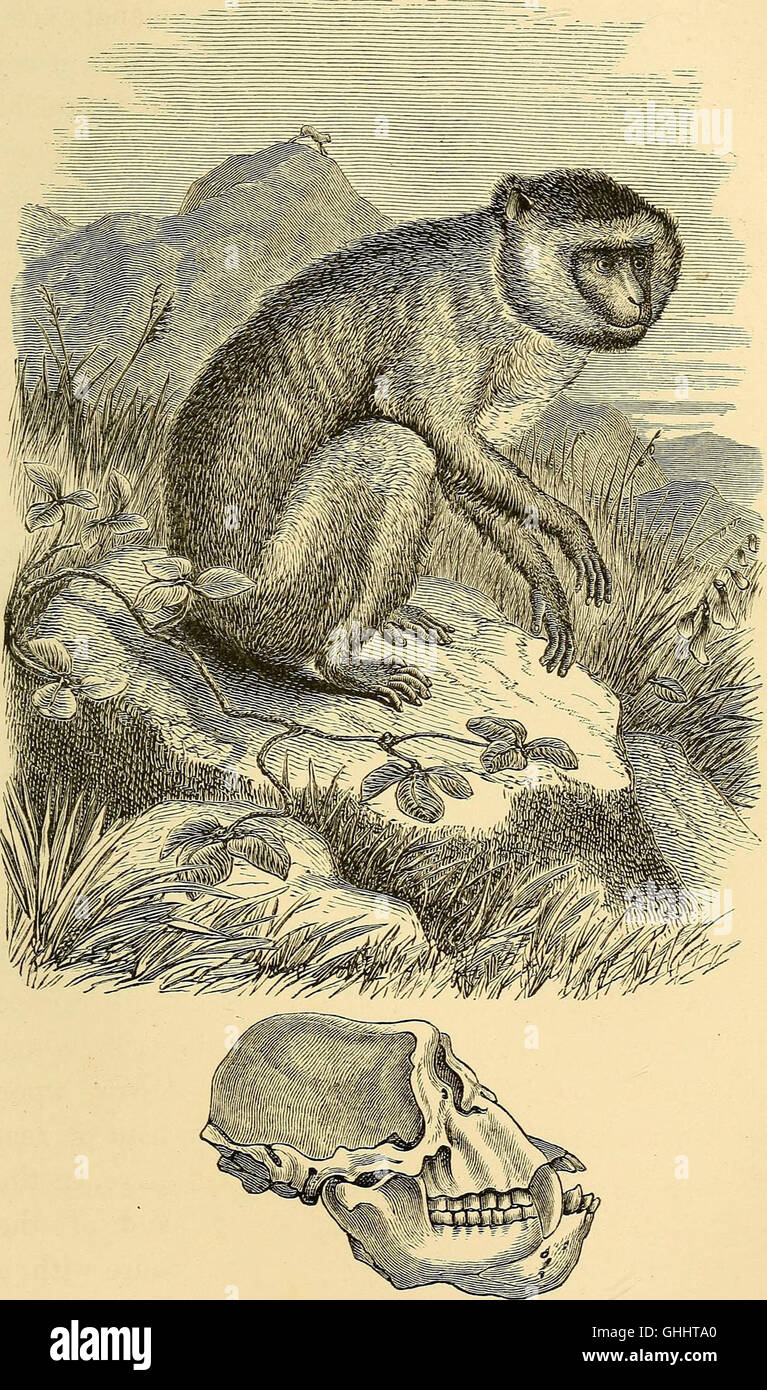 This 1872 work critiques the theory of evolution proposed by Charles ...