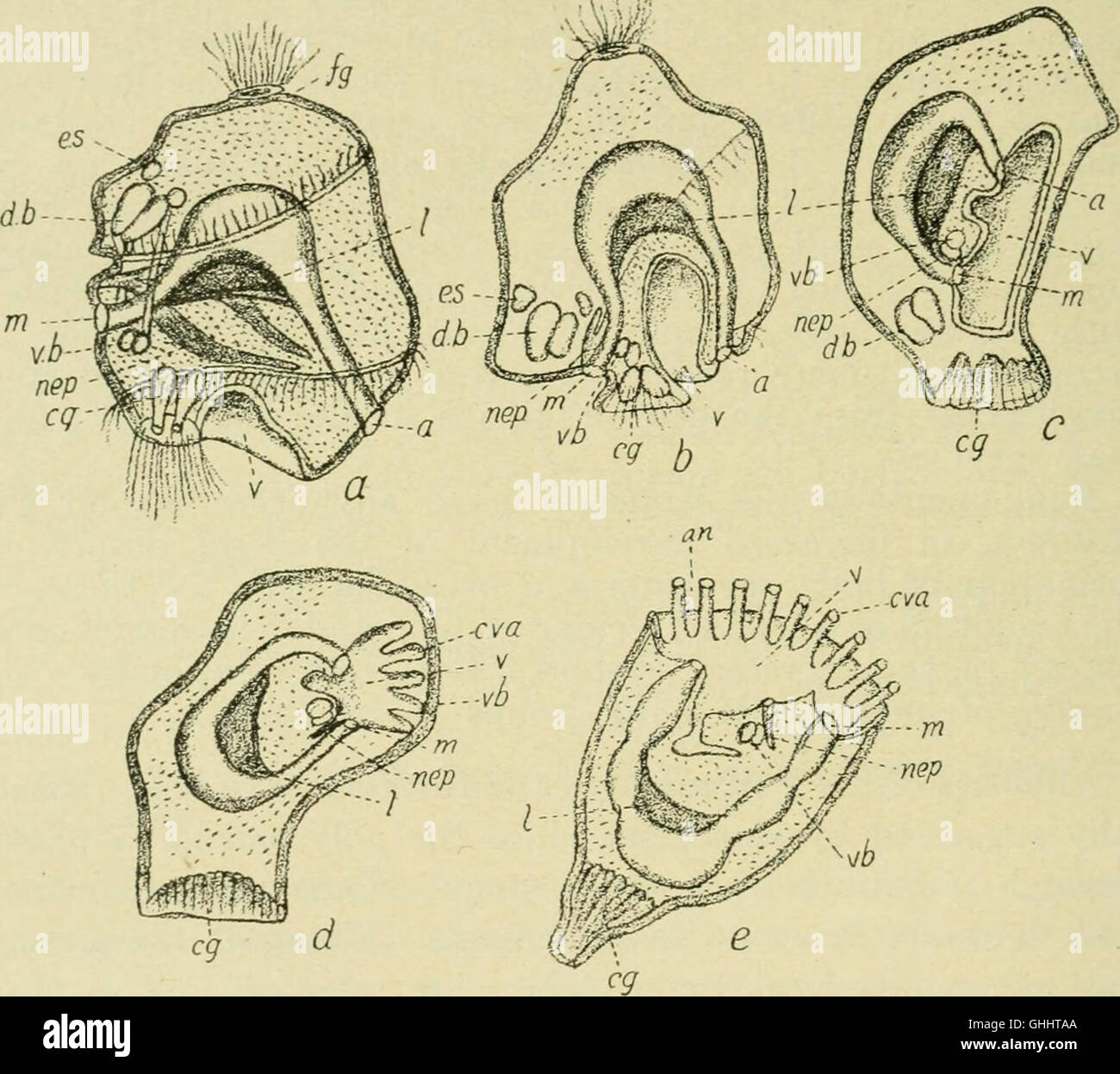 This 1918 work delves into the scientific theory of organic evolution ...