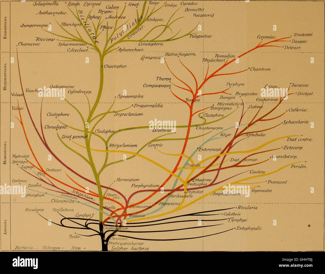 This work explores the causes and process of organic evolution ...