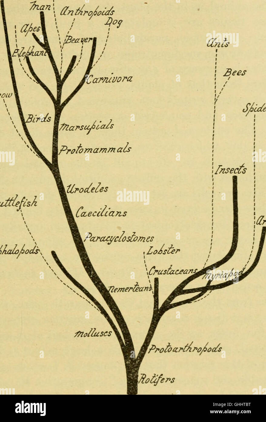 The causes and course of organic evolution; (1918 Stock Photo - Alamy