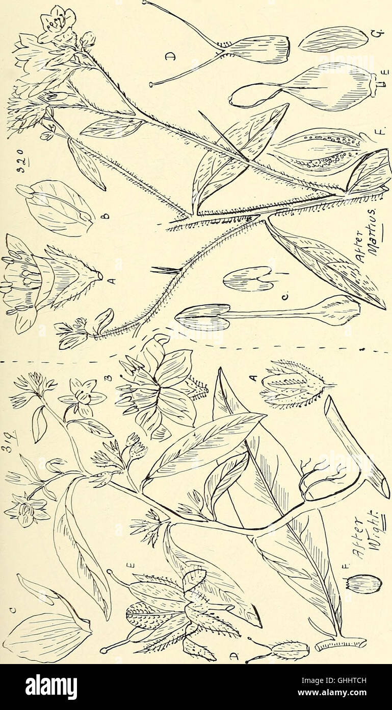 A comprehensive catalog of Queensland plants, both native and ...
