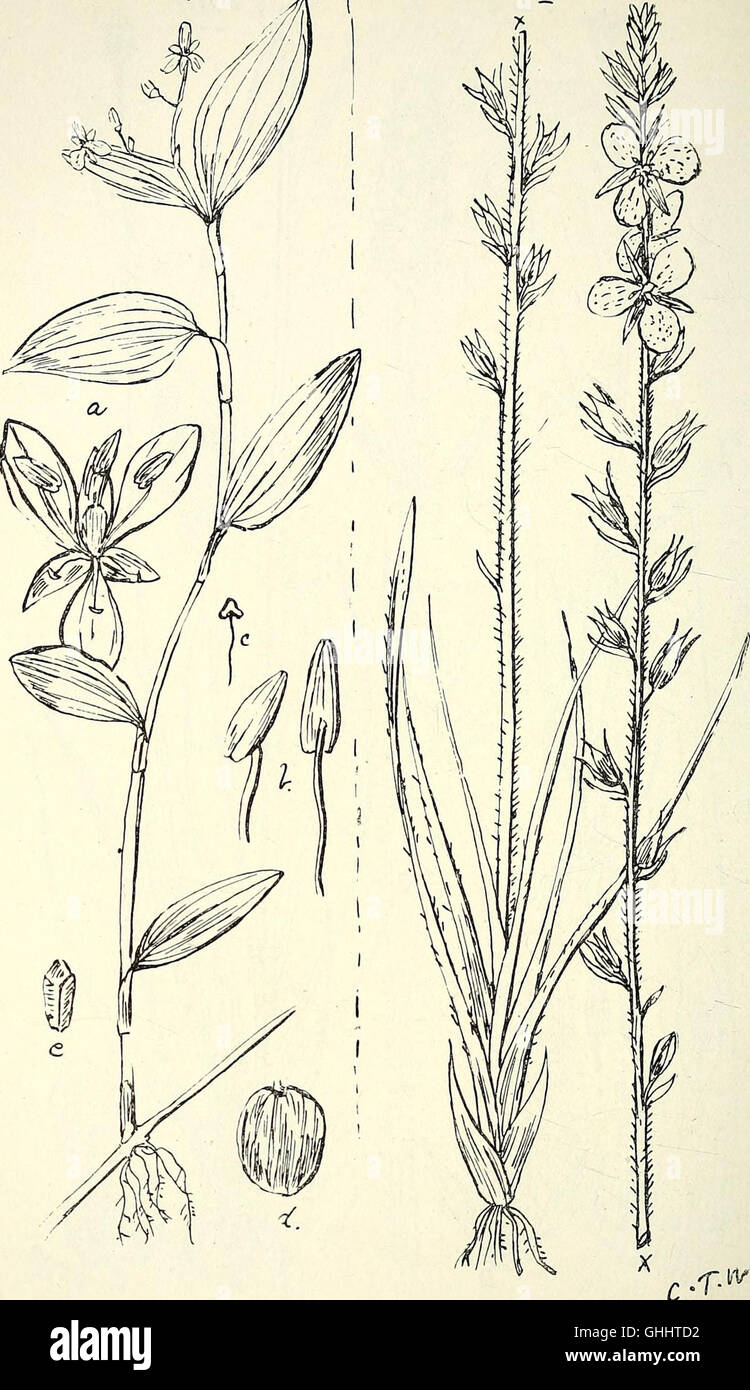 This catalogue lists indigenous and naturalized plants of Queensland ...